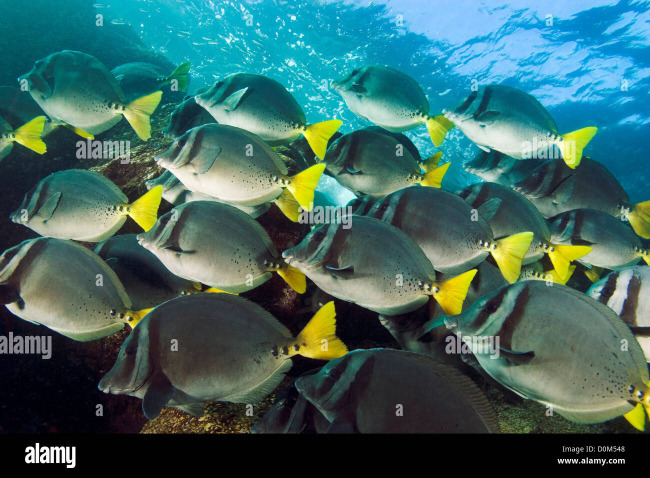 Safety in numbers for schooling fish hi-res stock photography and ...