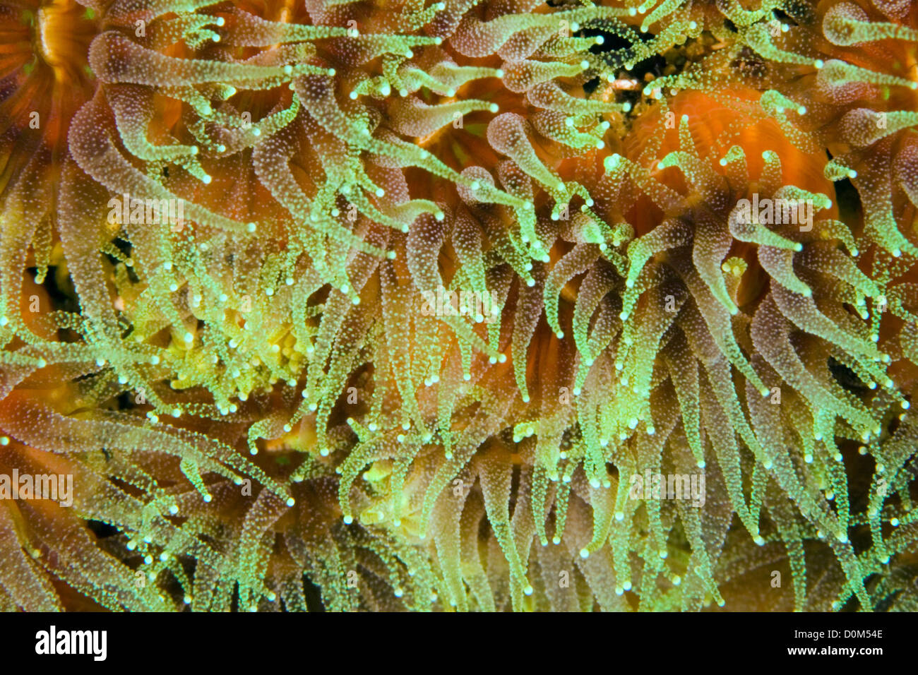 Group of polyps hi-res stock photography and images - Alamy