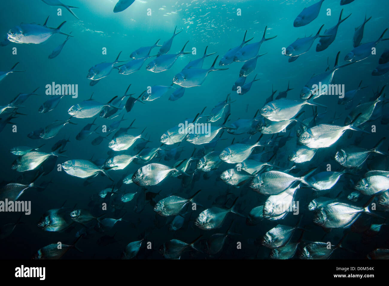 Schooling Steel Pompano Stock Photo - Alamy