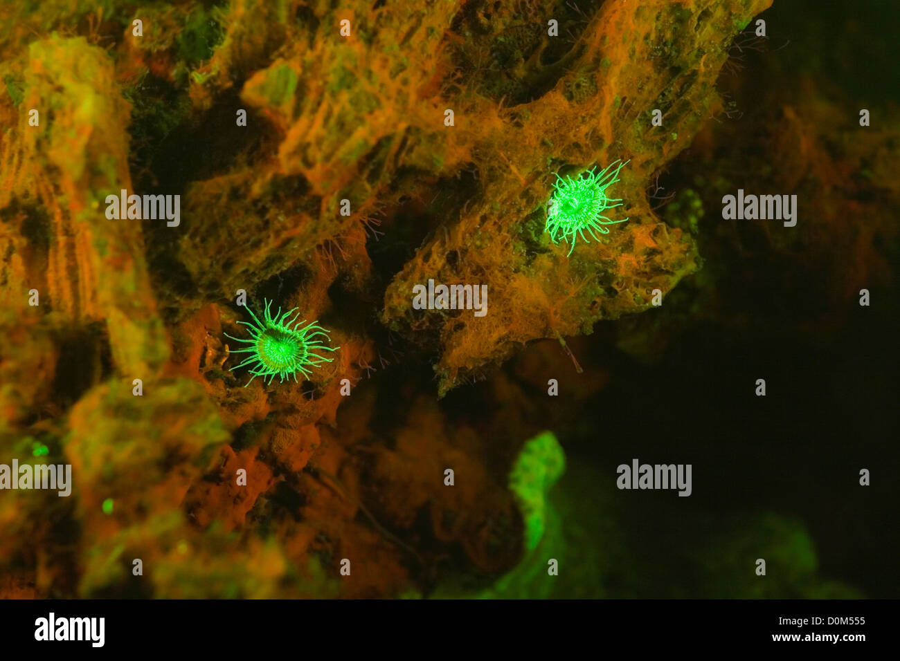 Group of polyps hi-res stock photography and images - Alamy