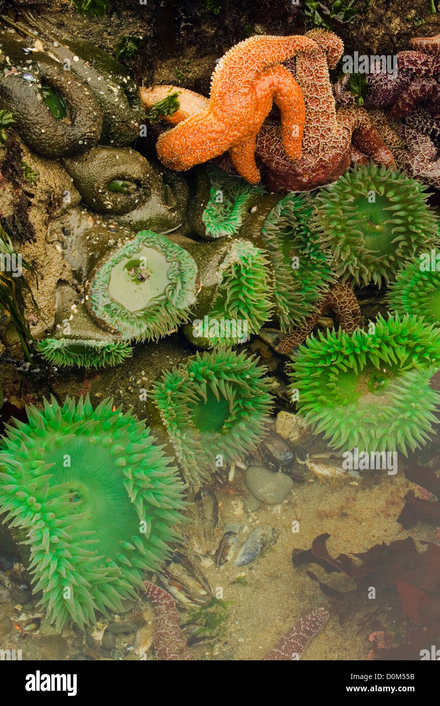 A Pacific Northwest Tidal Pool Stock Photo - Alamy