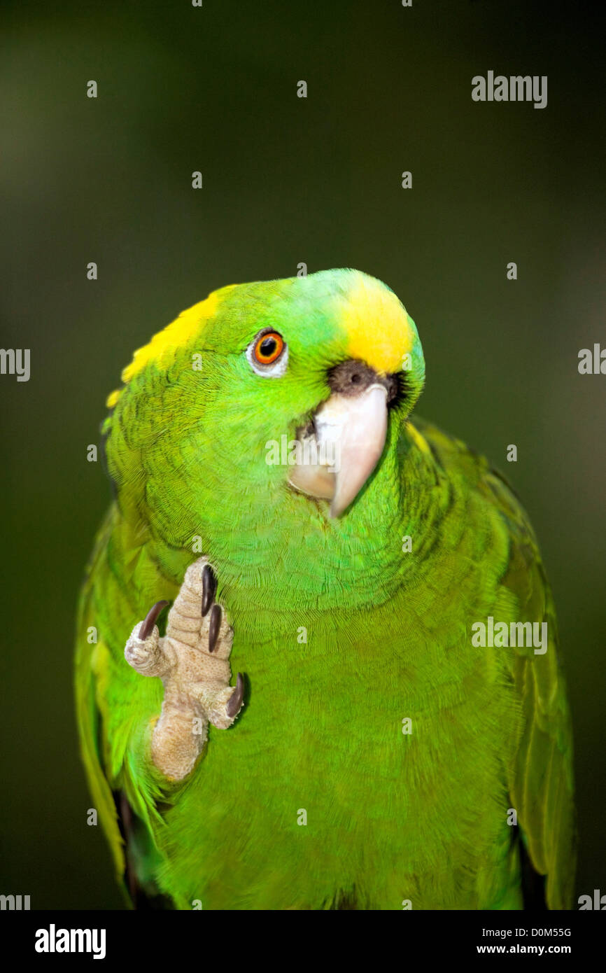 Yellow-Naped Amazon Parrot Stock Photo - Alamy