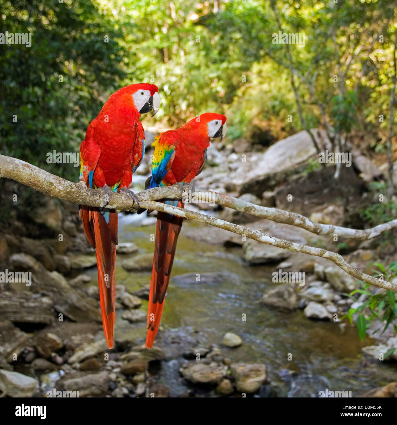 Scarlet Macaws Perched in Tree Stock Photo - Alamy
