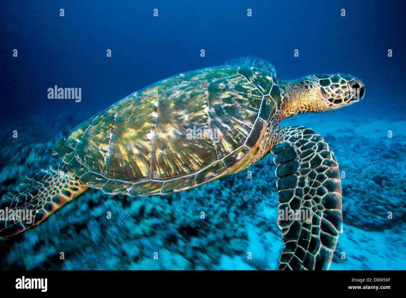 Green Sea Turtle Stock Photo - Alamy