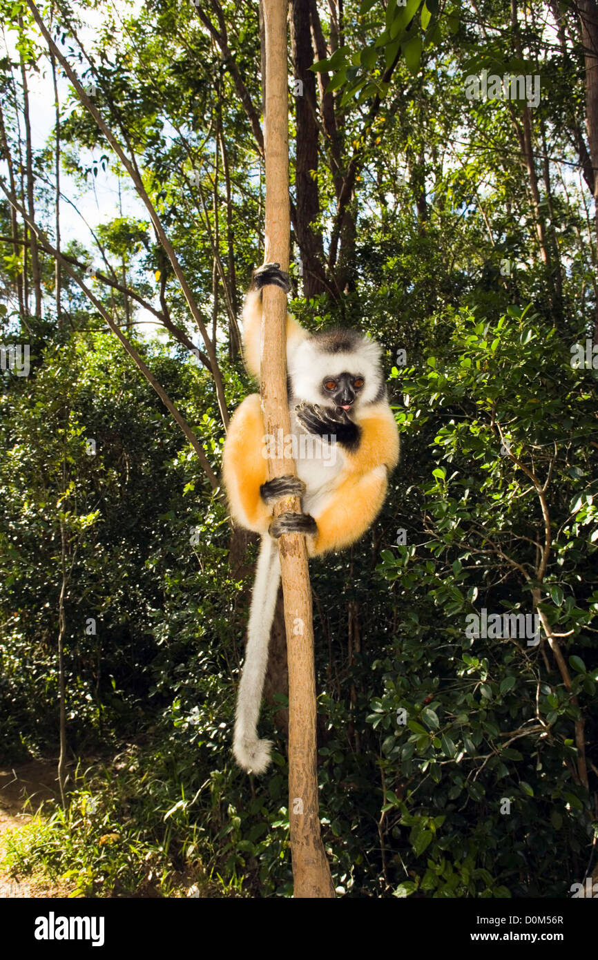 Hanging Sifaka Lemur Stock Photo - Alamy