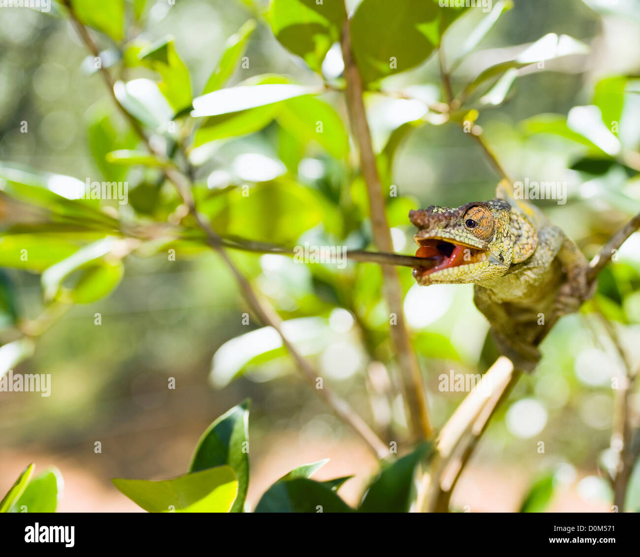 Male Parsons Chameleon Eating Stock Photo - Alamy