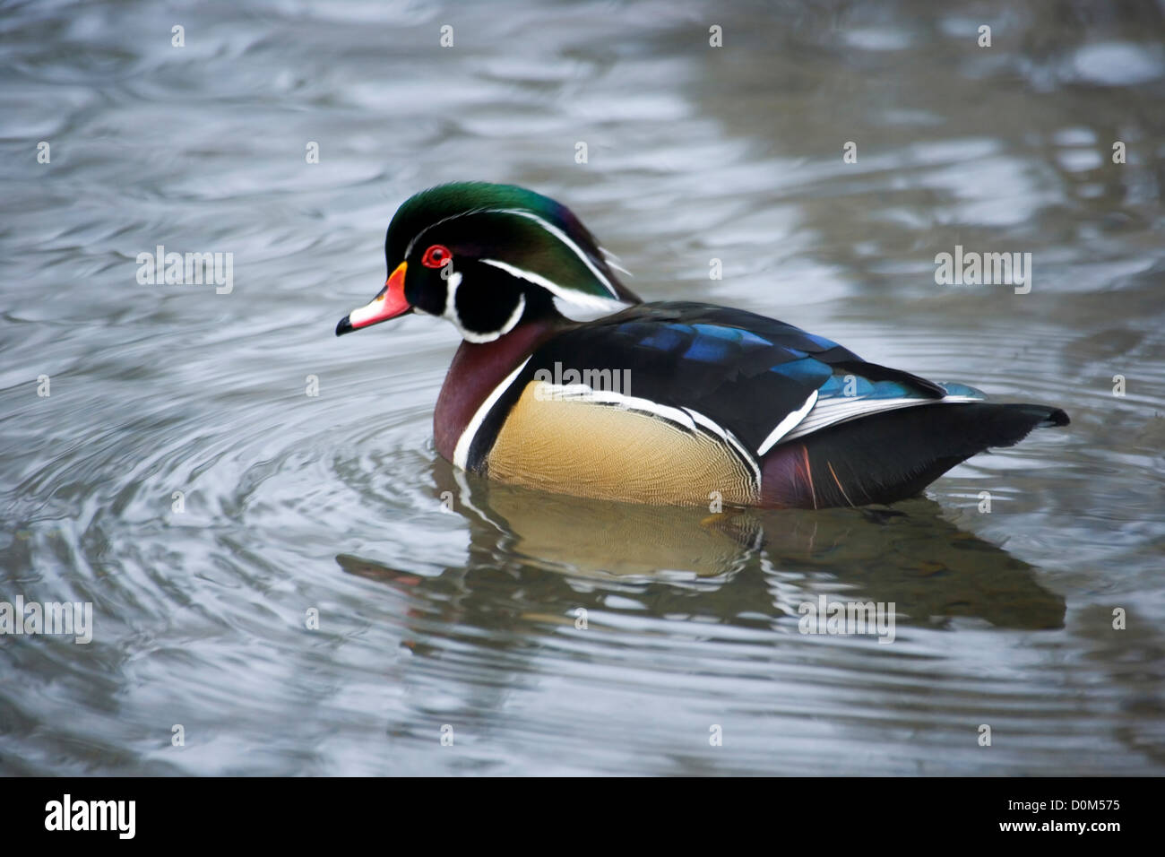 Wood Duck Leaves Ripples in its Wake Stock Photo - Alamy
