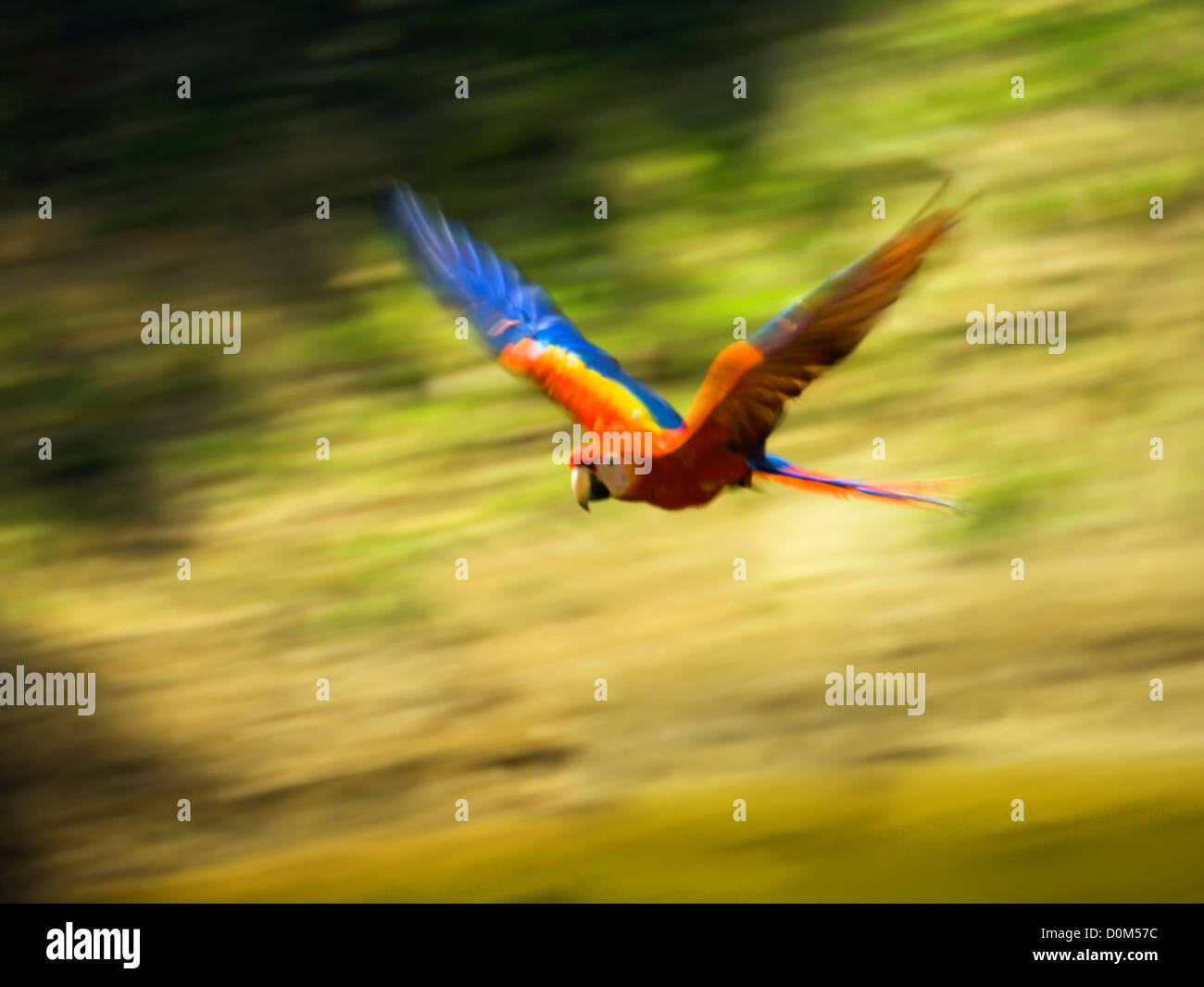 Scarlet Macaw in Flight Stock Photo - Alamy