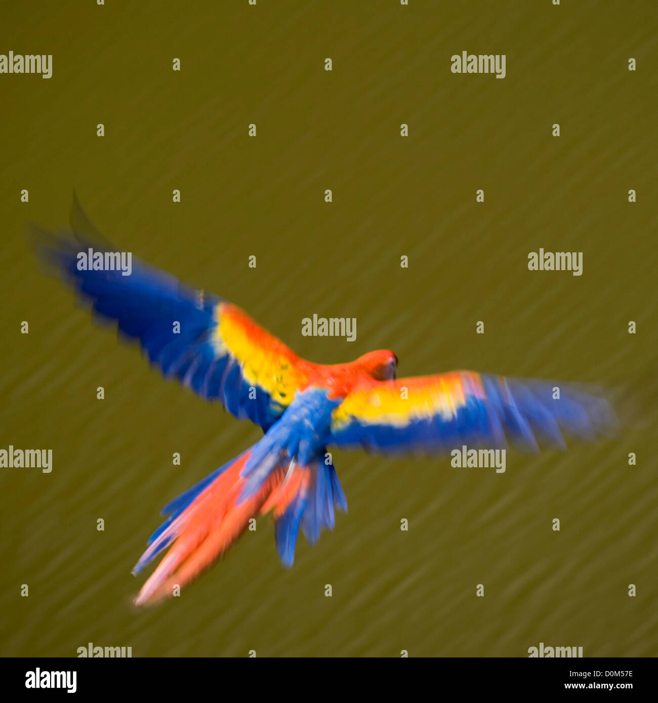 Looking Down on a Scarlet Macaw in Flight Stock Photo - Alamy