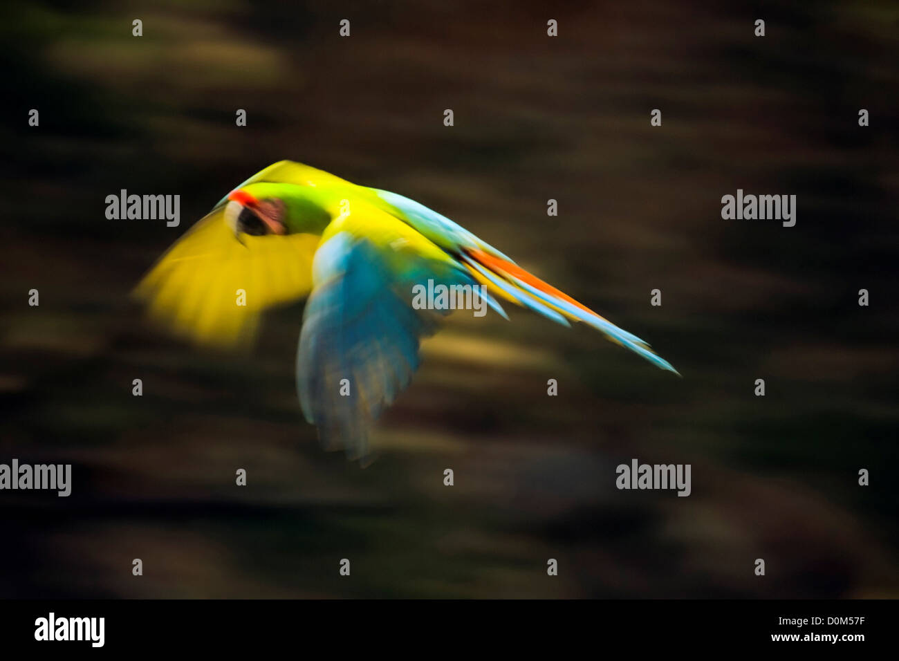 Military Macaw in Flight Stock Photo - Alamy