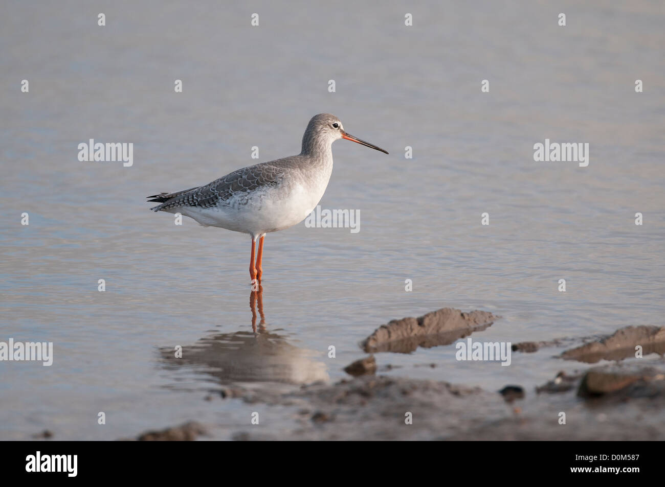 Spotted Redshank Tringa erythropus, adult bird in winter plumage ...