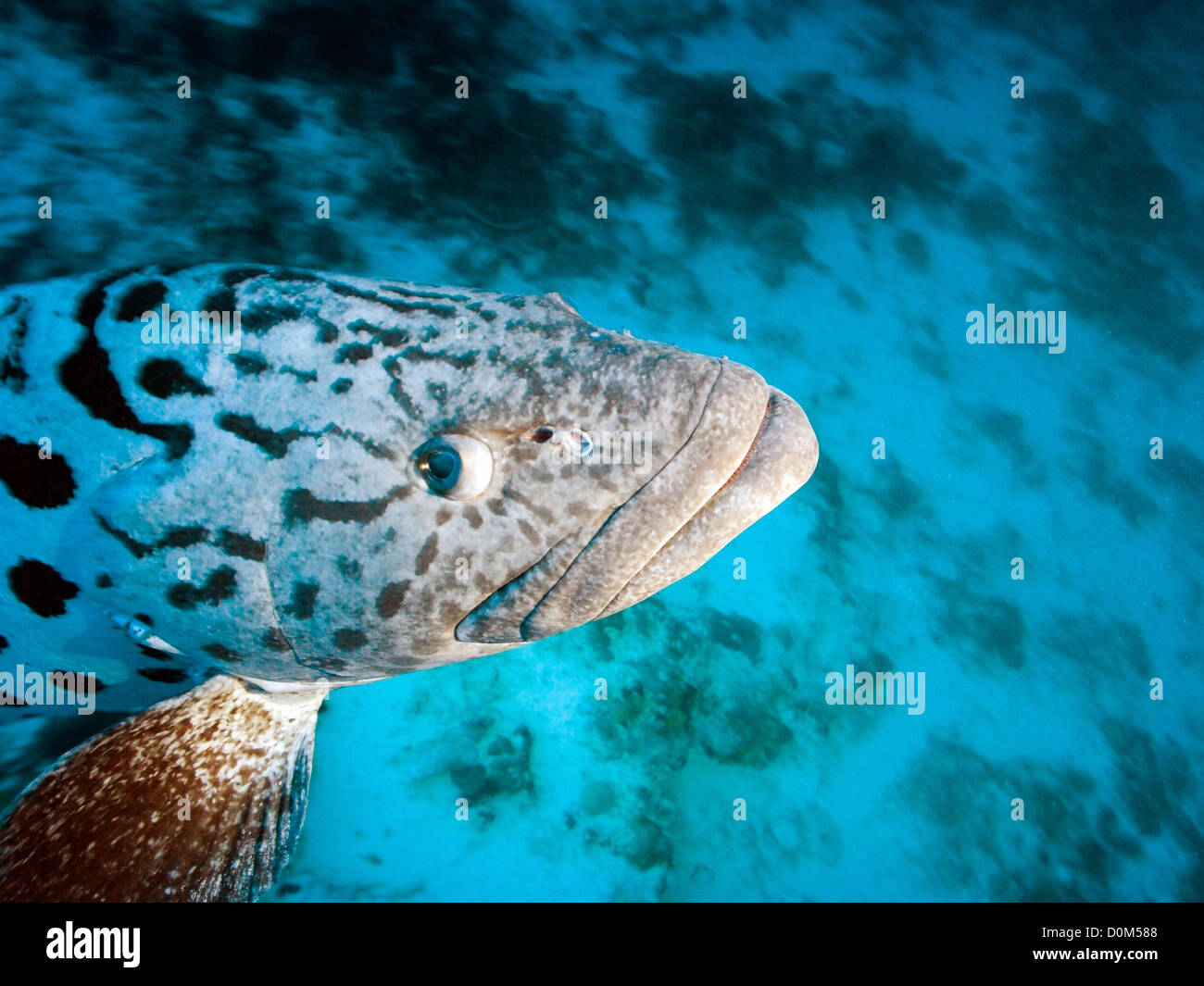 Grouper fish seychelles hi-res stock photography and images - Alamy