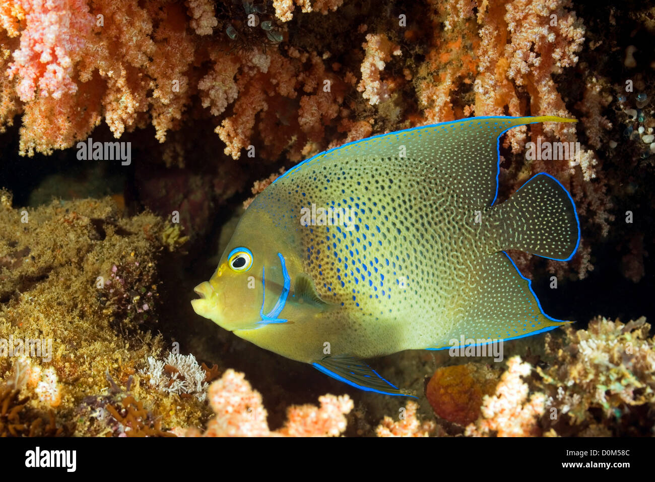 Semicircle angelfish hi-res stock photography and images - Alamy