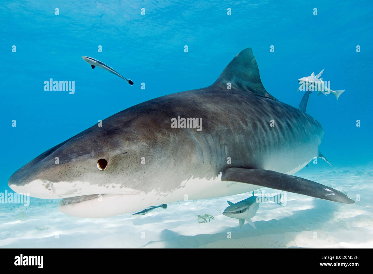 Tiger Shark Swims By Stock Photo - Alamy