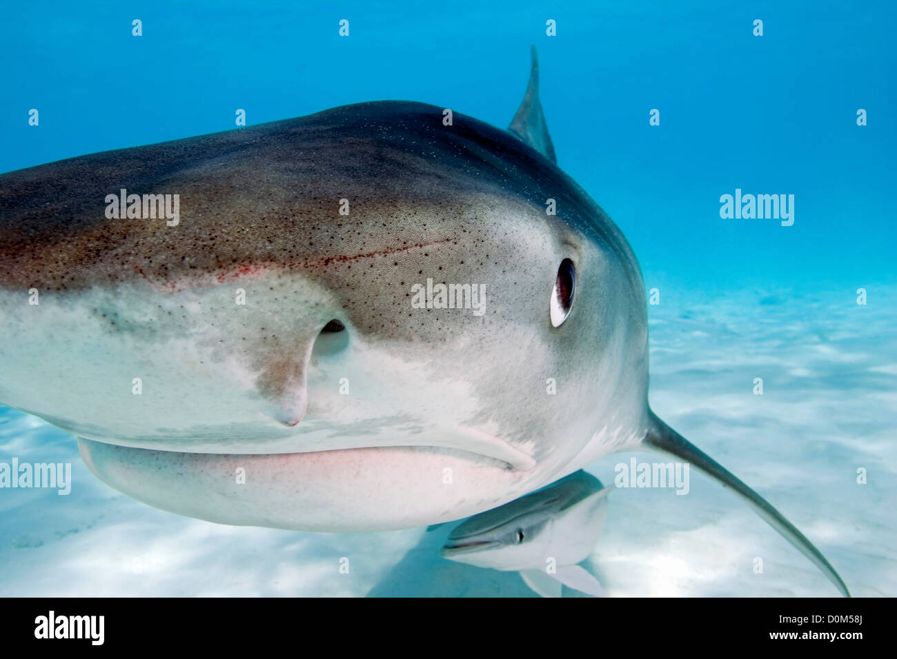 Up Close to a Tiger Shark Stock Photo - Alamy