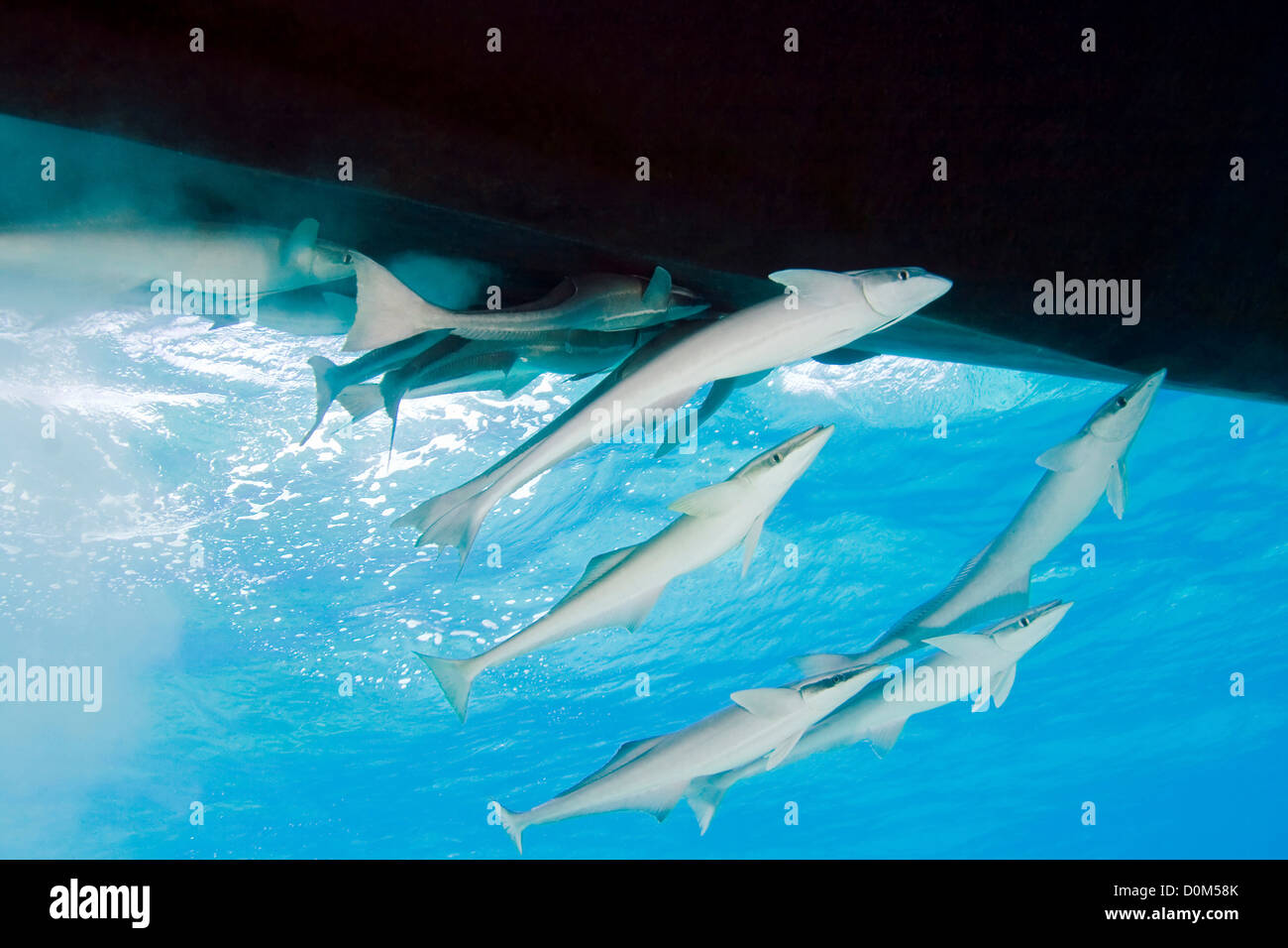 Sharksuckers hi-res stock photography and images - Alamy
