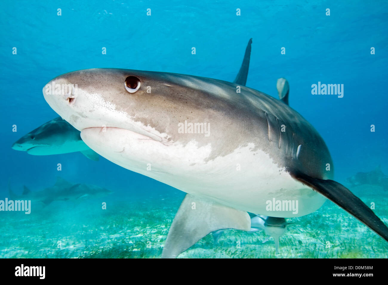 Tiger shark encounter hi-res stock photography and images - Alamy