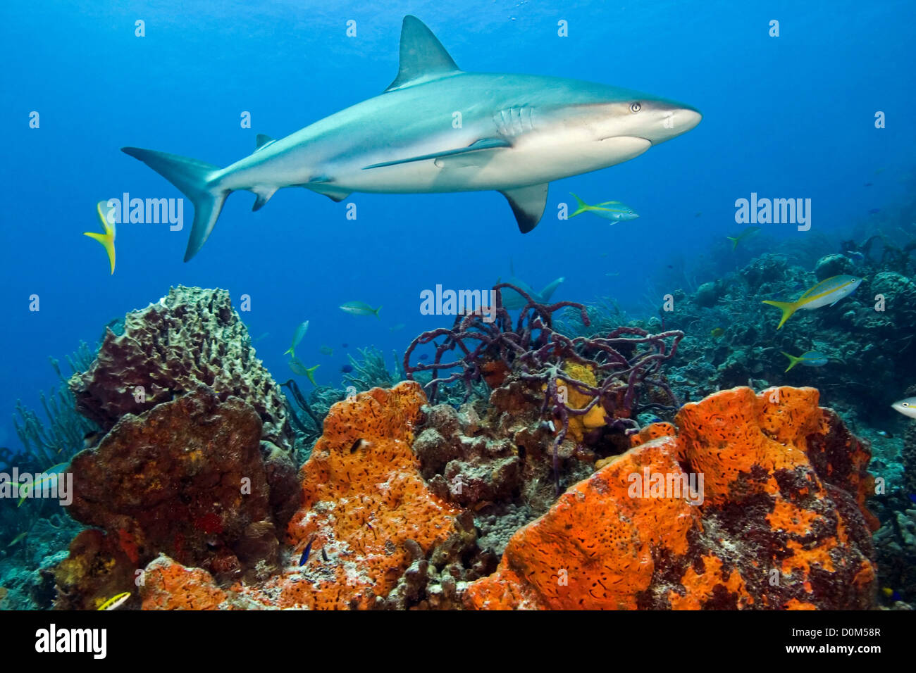 Caribbean Reef Shark Stock Photo - Alamy