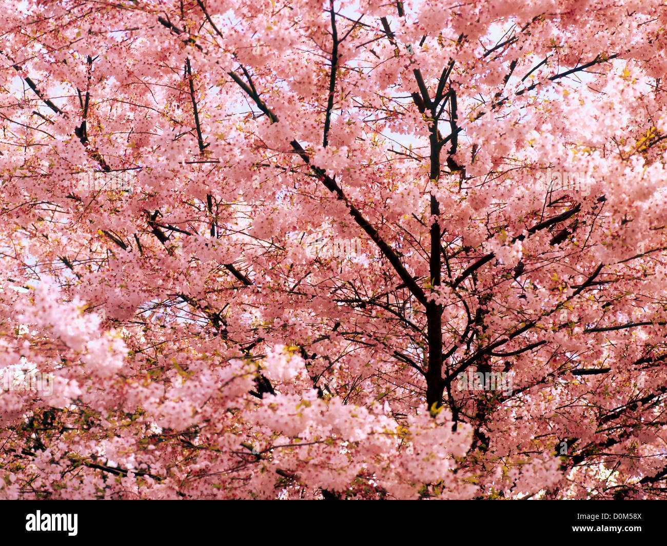 Cherry Blossoms in Spring Stock Photo - Alamy