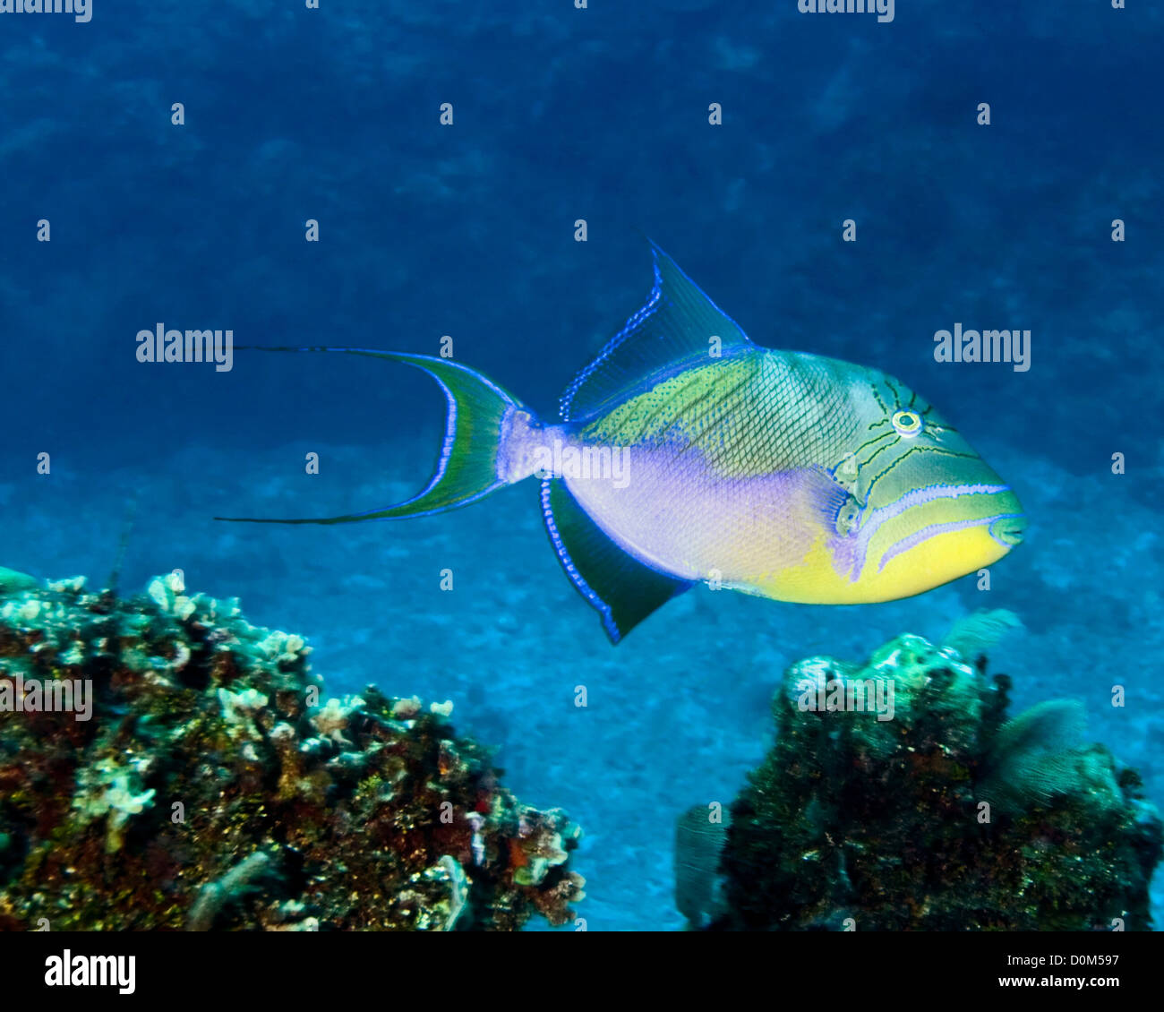 Queen side profile hi-res stock photography and images - Alamy