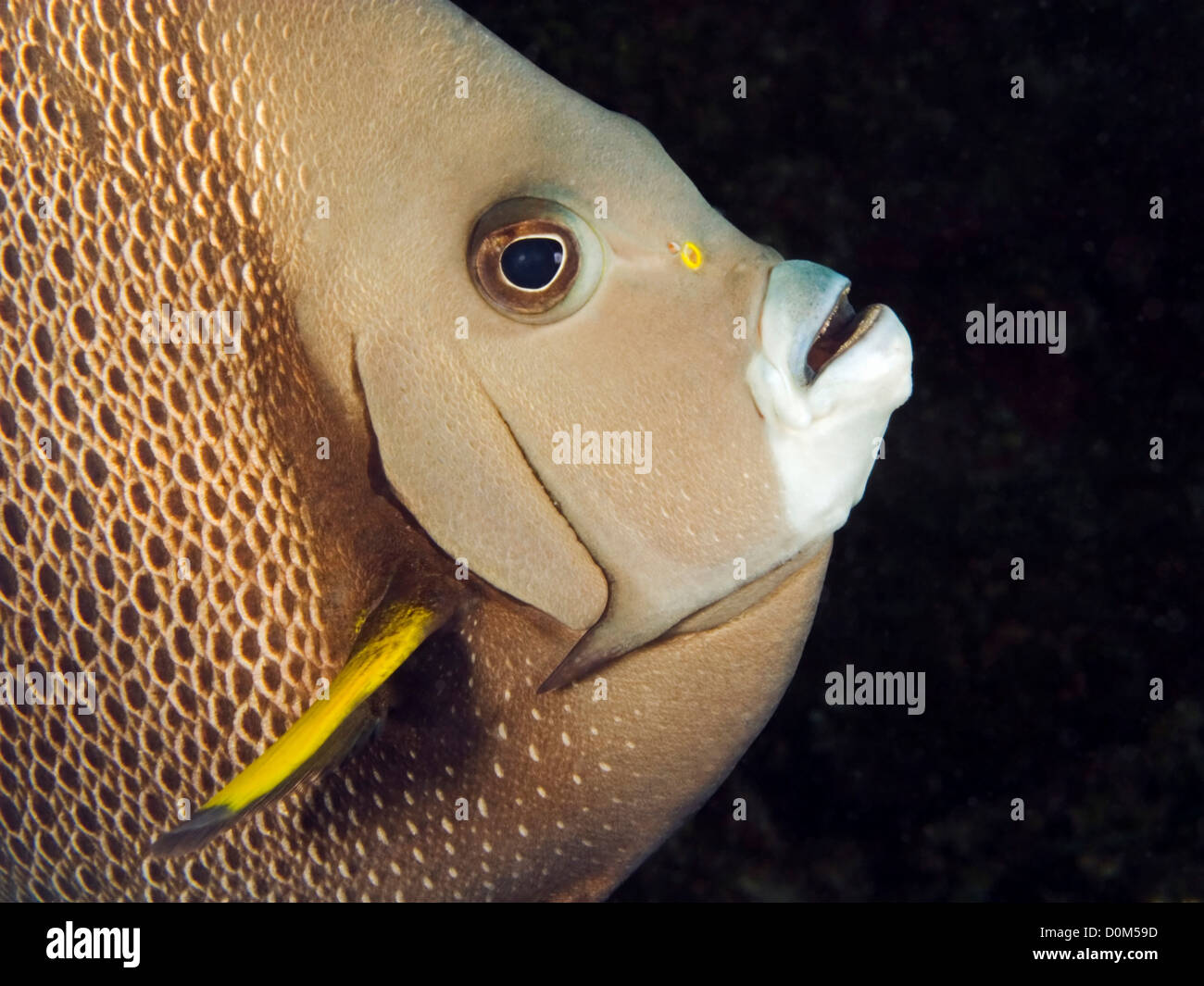 Profile of Gray Angelfish Stock Photo - Alamy