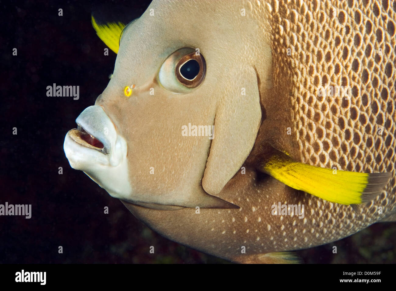 Close-up of Gray Angelfish Stock Photo - Alamy
