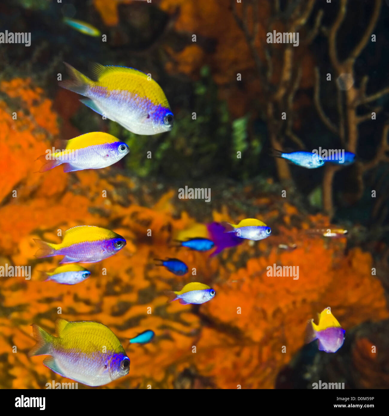 Sunshinefish hi-res stock photography and images - Alamy