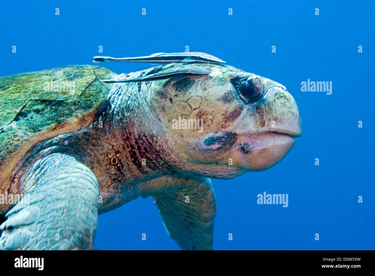 Profile of a Loggerhead Turtle Stock Photo - Alamy