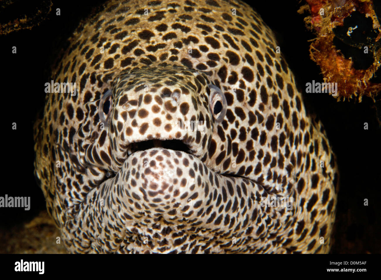 Black Spotted Moray Eel Stock Photo - Alamy