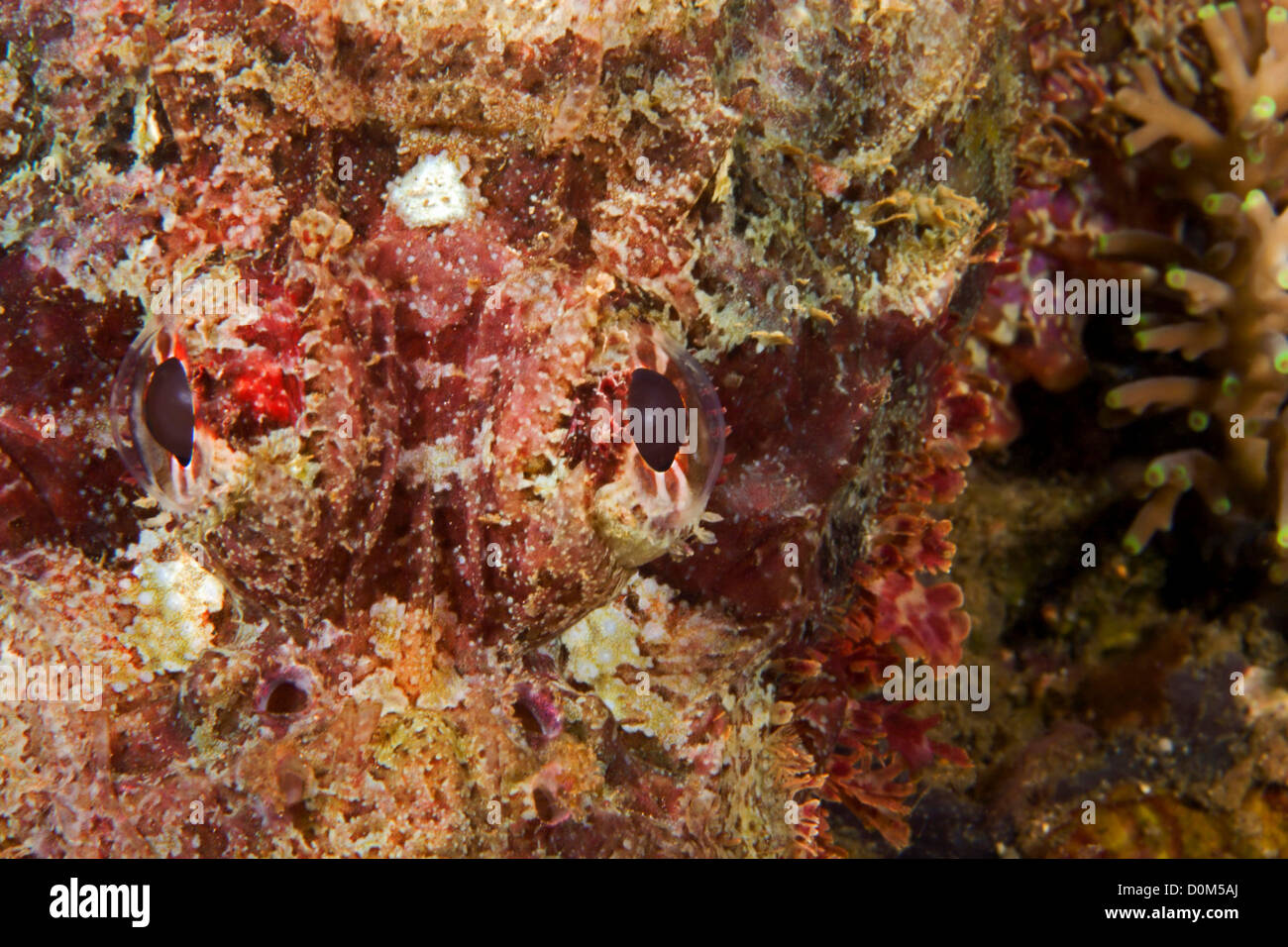 Face of a Scorpionfish Stock Photo - Alamy