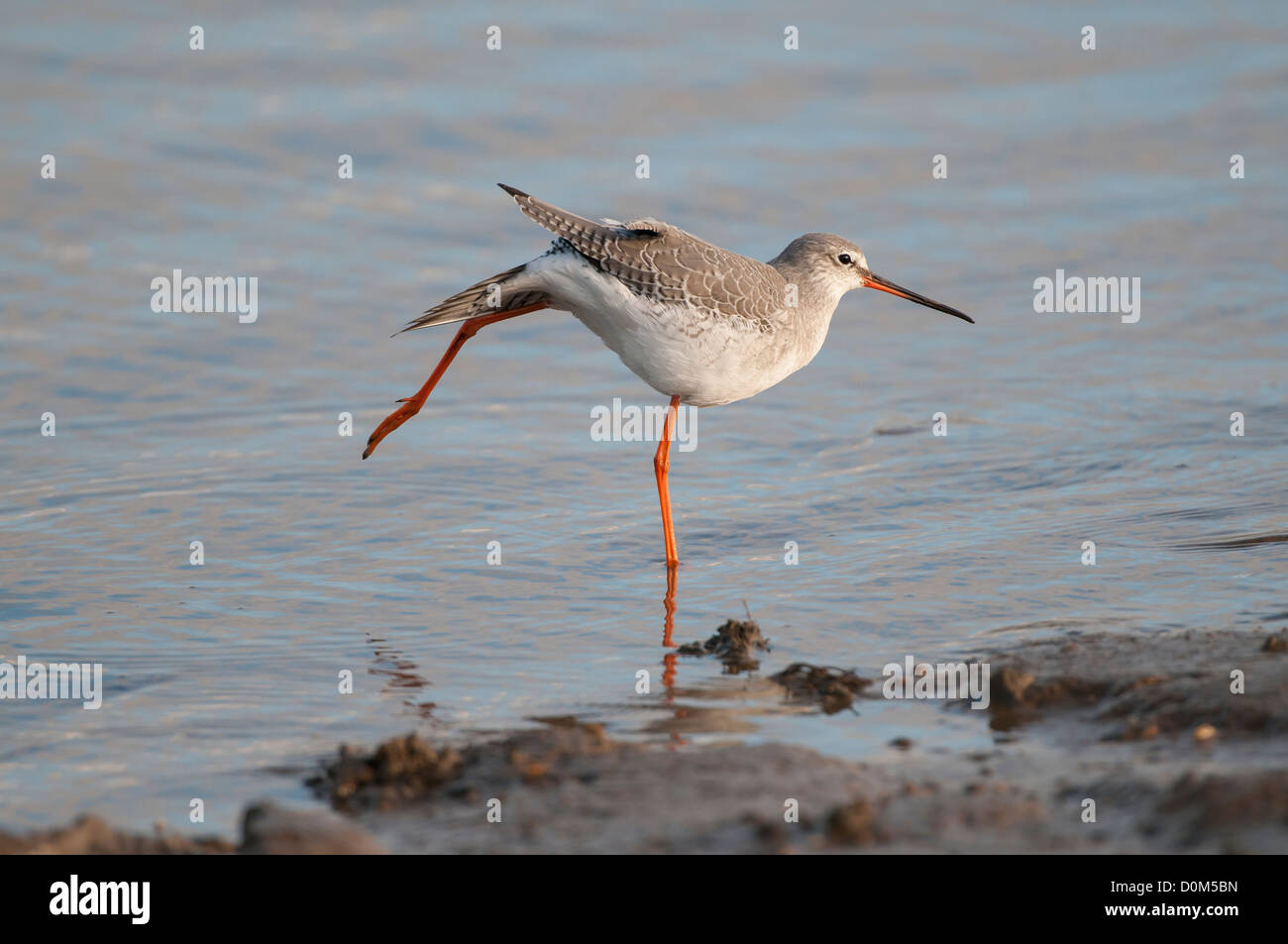 Redshank winter plumage hi-res stock photography and images - Alamy