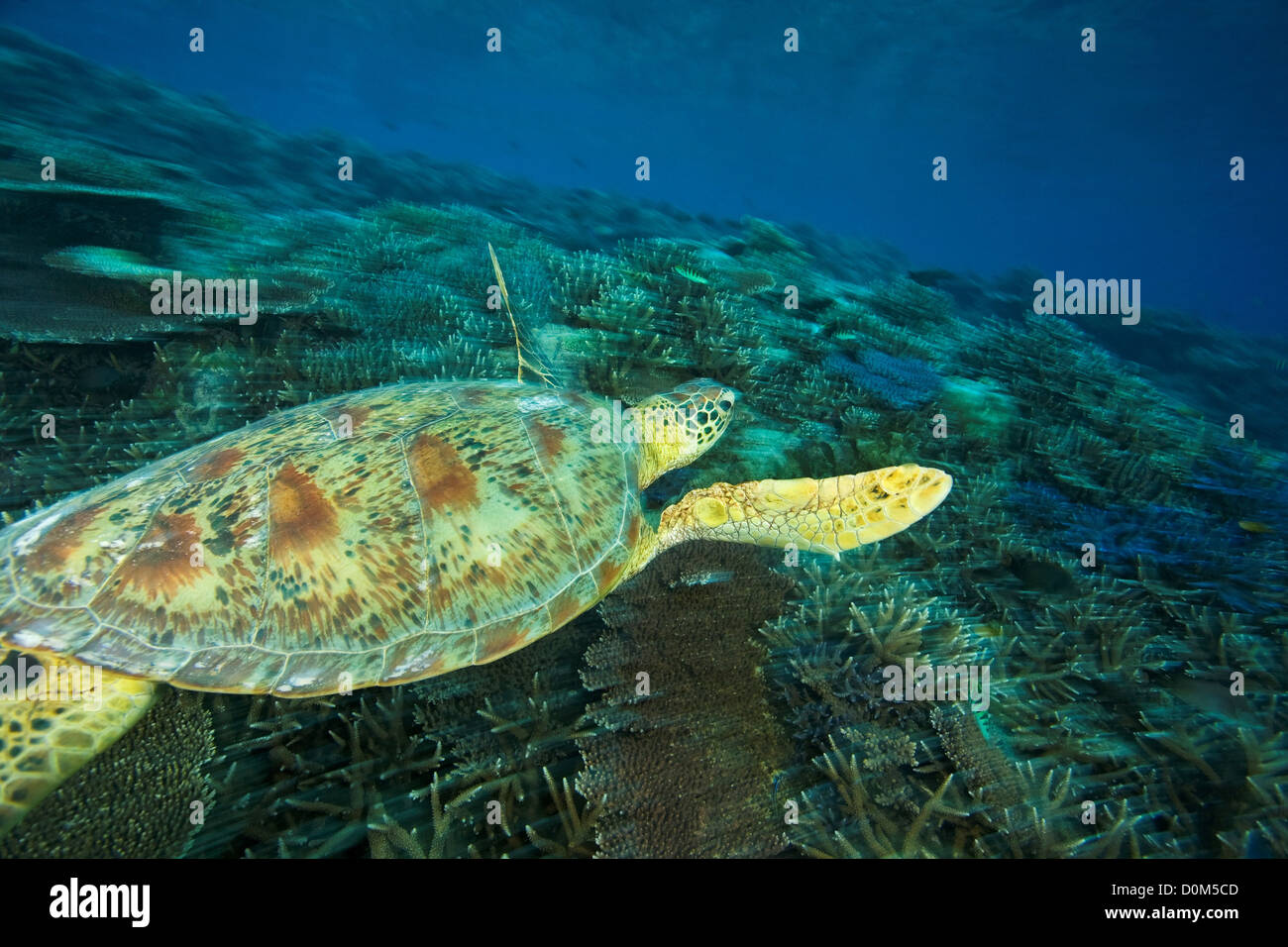Green Sea Turtle Stock Photo - Alamy