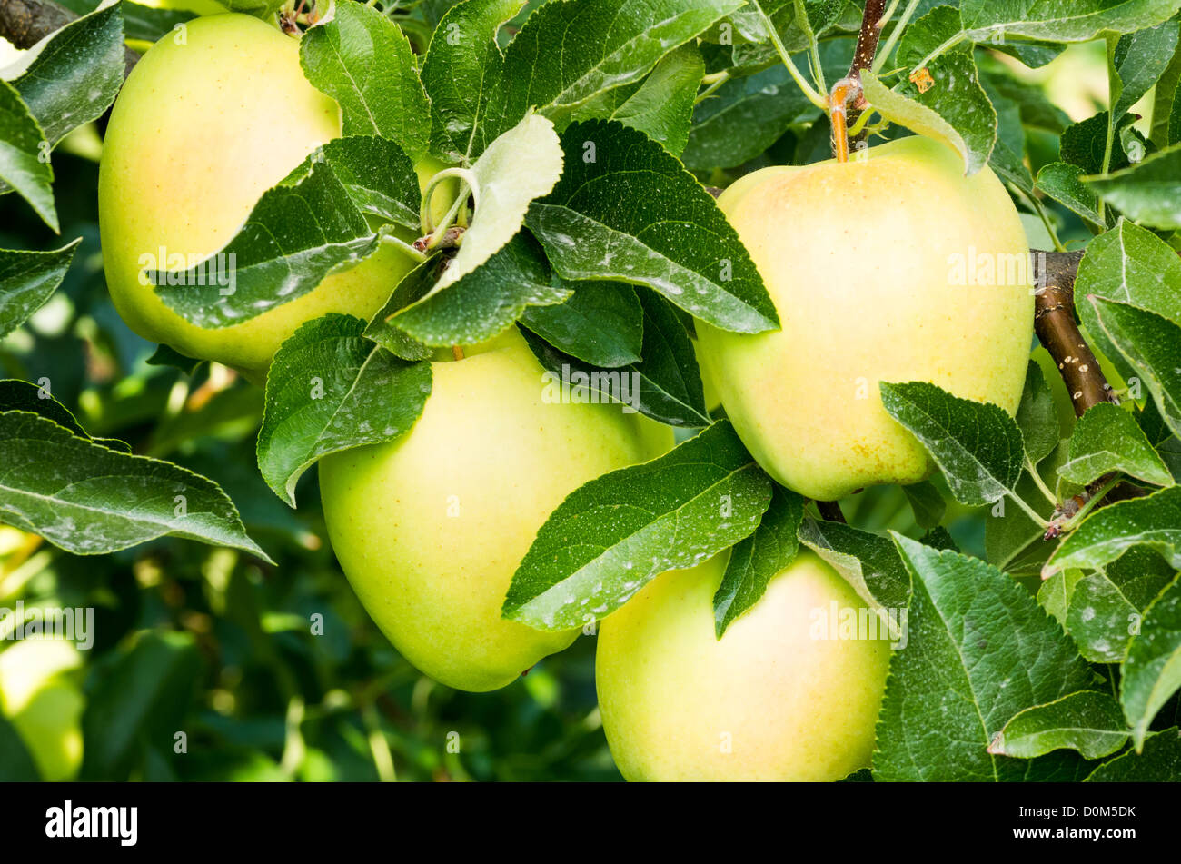 Golden Delicious apples in the orchard on the tree Stock Photo - Alamy