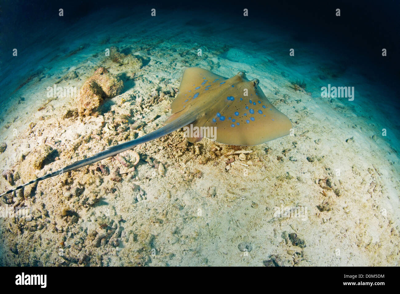 Blue Spotted Ray Stock Photo - Alamy