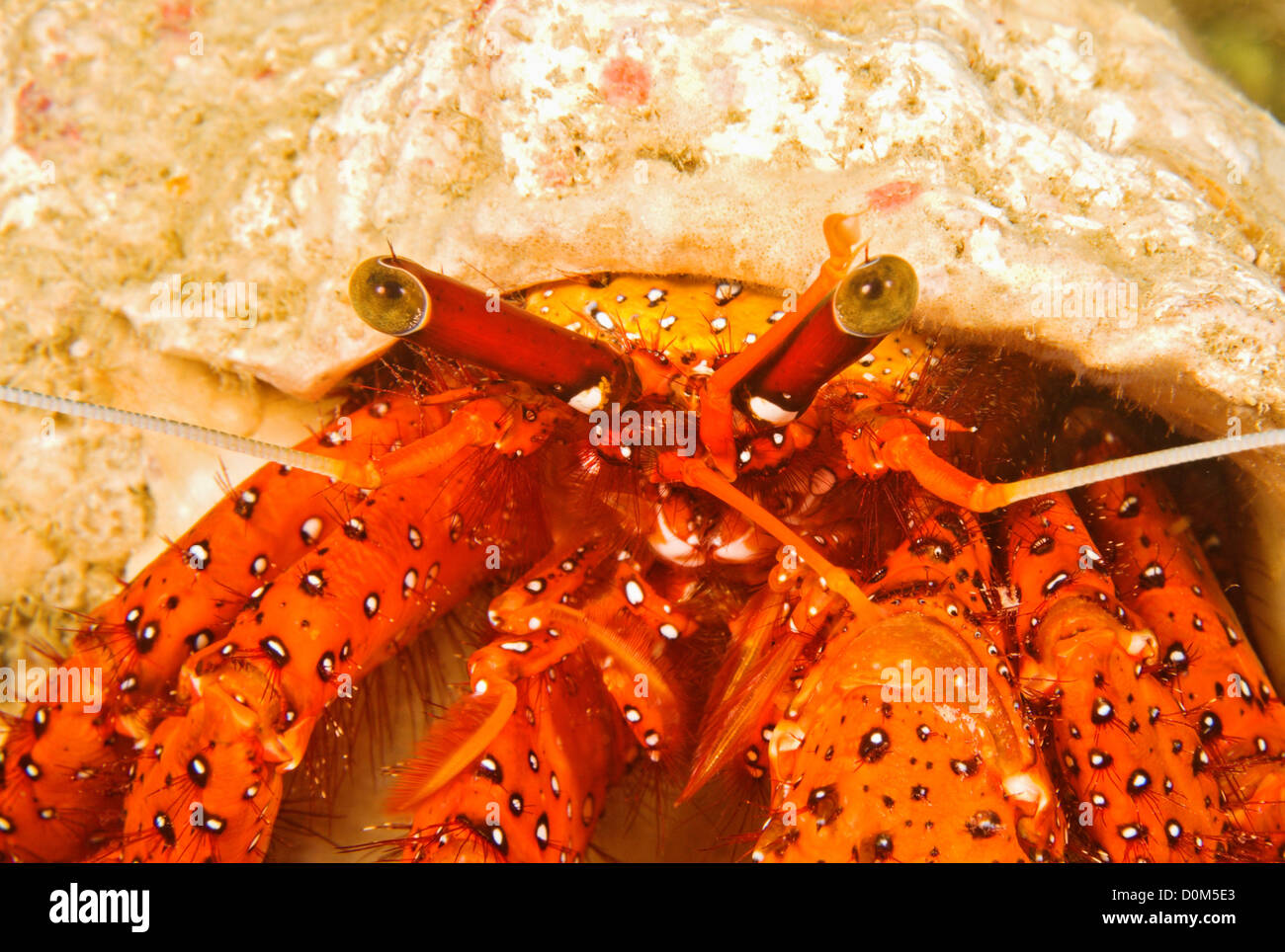Face of a Hermit Crab Stock Photo - Alamy