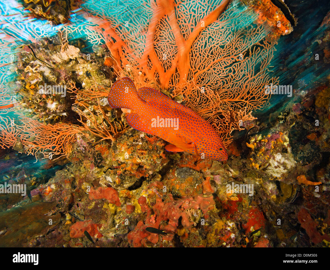Surin islands marine national park hi-res stock photography and images ...