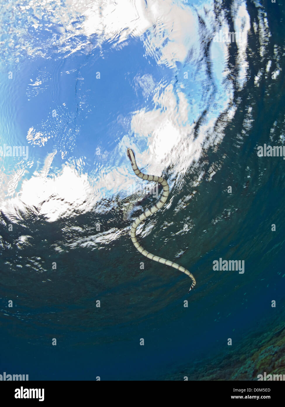 Banded Sea Snake Stock Photo - Alamy