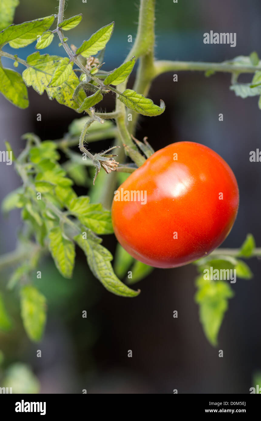Ready to pick tomato hi-res stock photography and images - Alamy