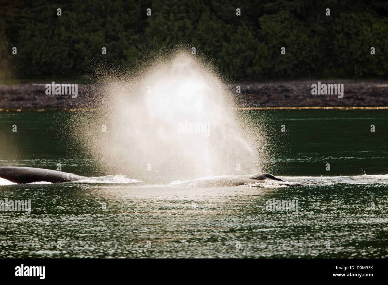 Humpback whales (Megaptera novaeangliae) near Point Adolphus south ...