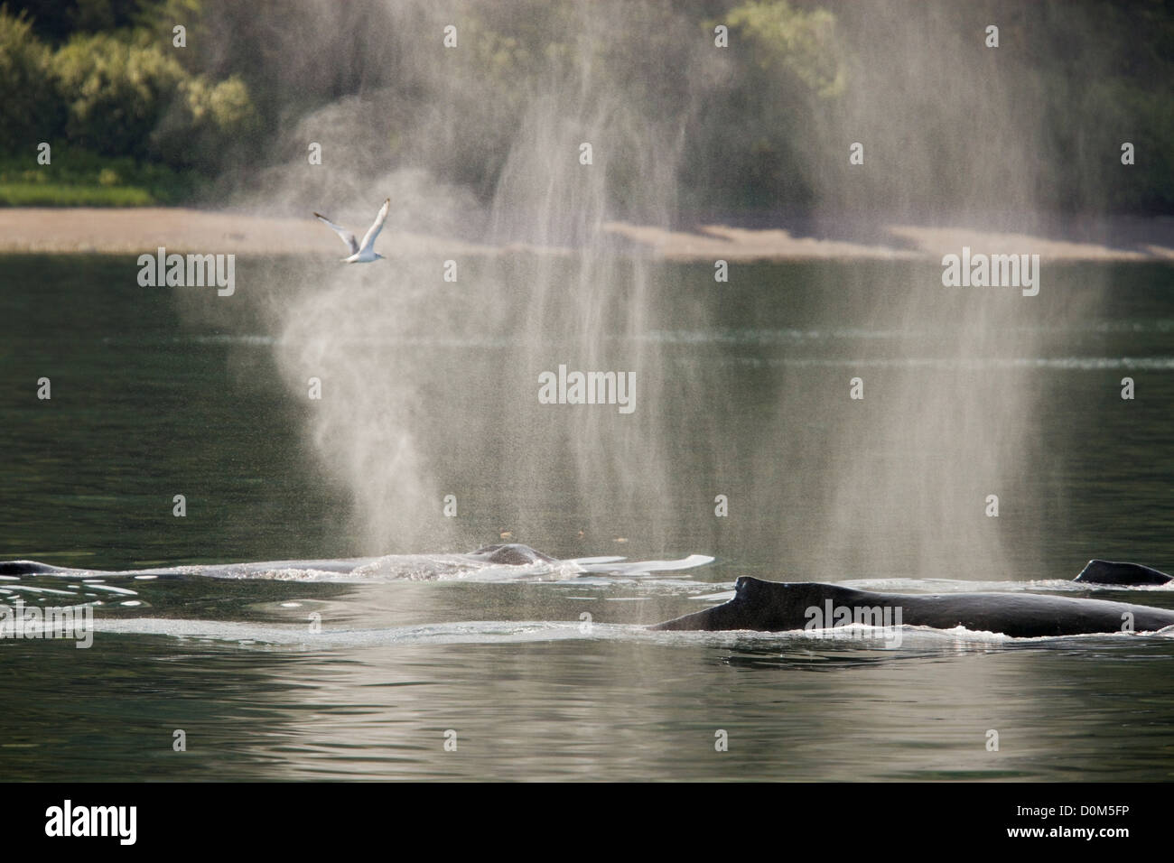 A gull flies through spray humpback whales (Megaptera novaeangliae ...