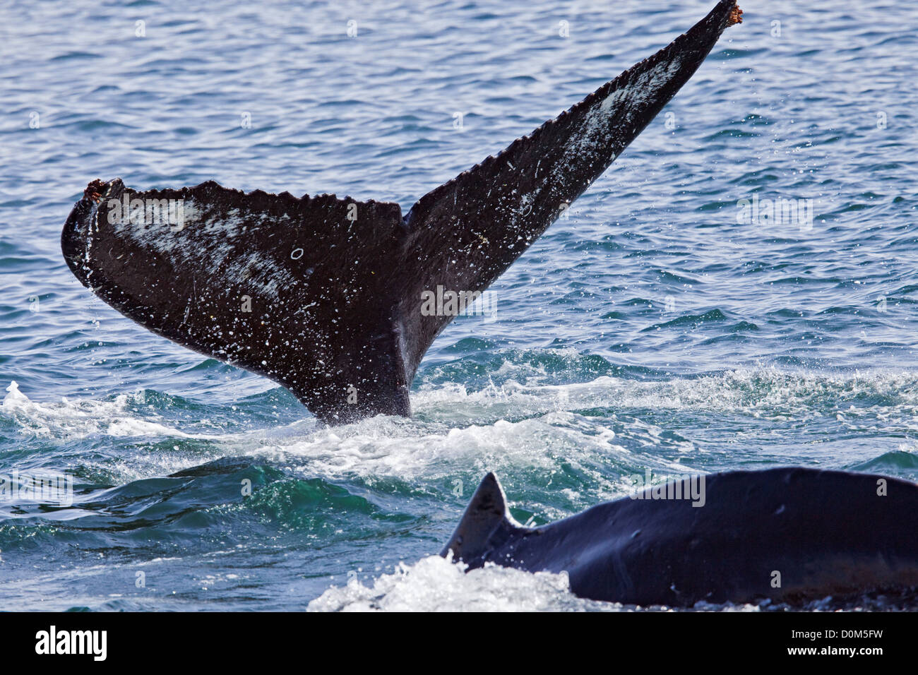 Humpback whales (Megaptera novaeangliae) sound (dive) showing their ...