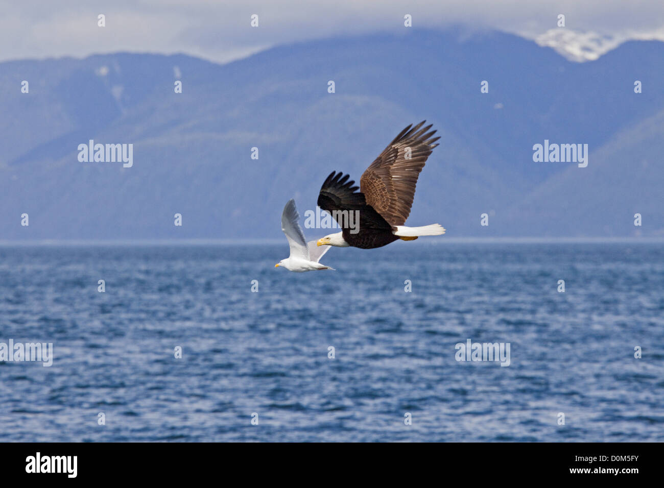 A bald eagle (Haliaeetus leucocephalus) being harrassed seagull near ...