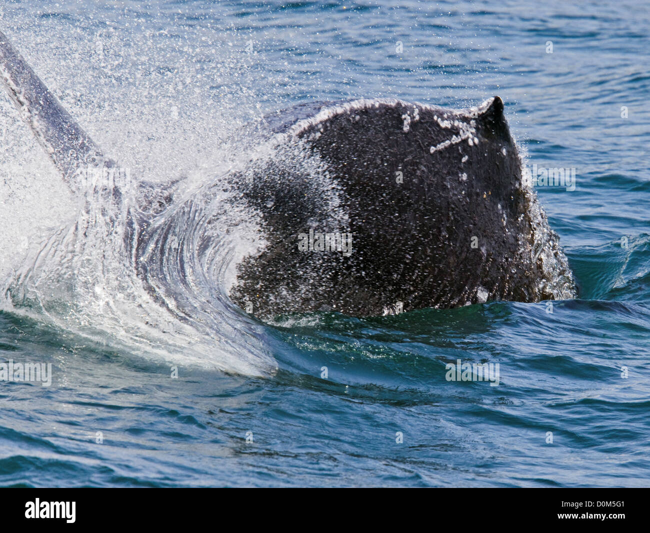 Humpback whales (Megaptera novaeangliae) sound (dive) near Point ...
