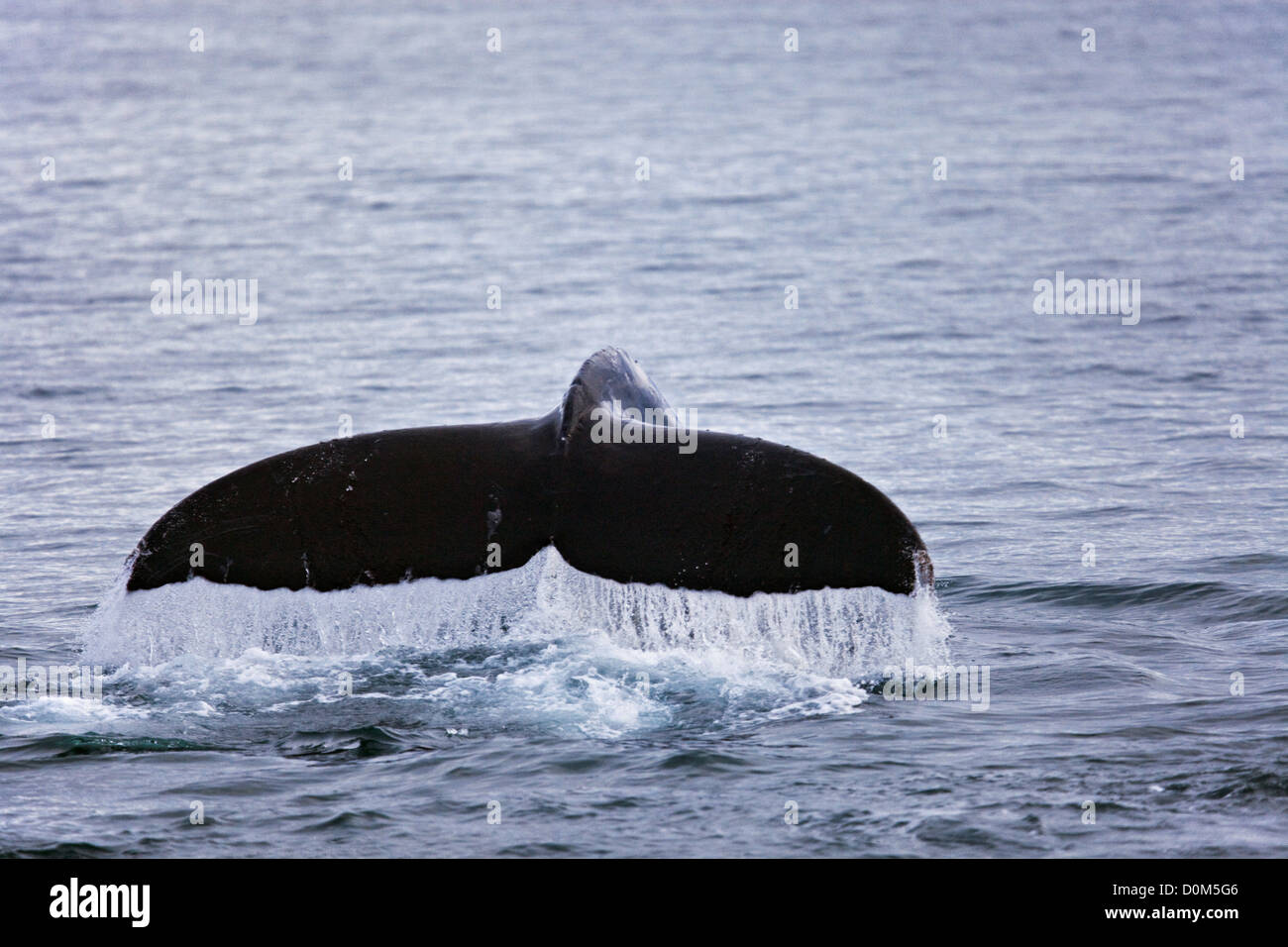 A humpback whale (Megaptera novaeangliae) sounds (dives) showing tail ...