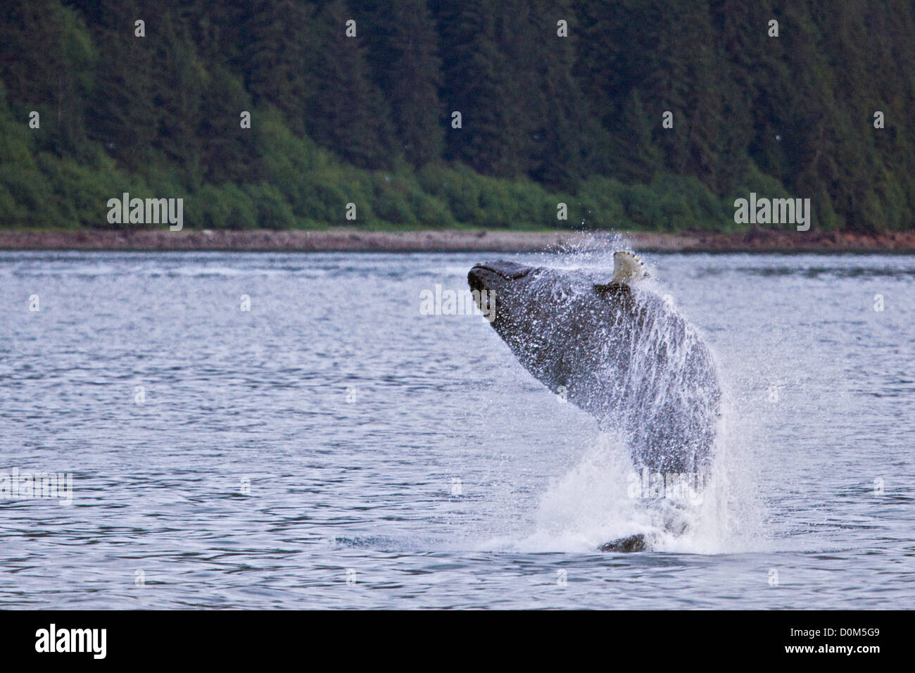 A humpback whale (Megaptera novaeangliae) breaching or leaping out ...
