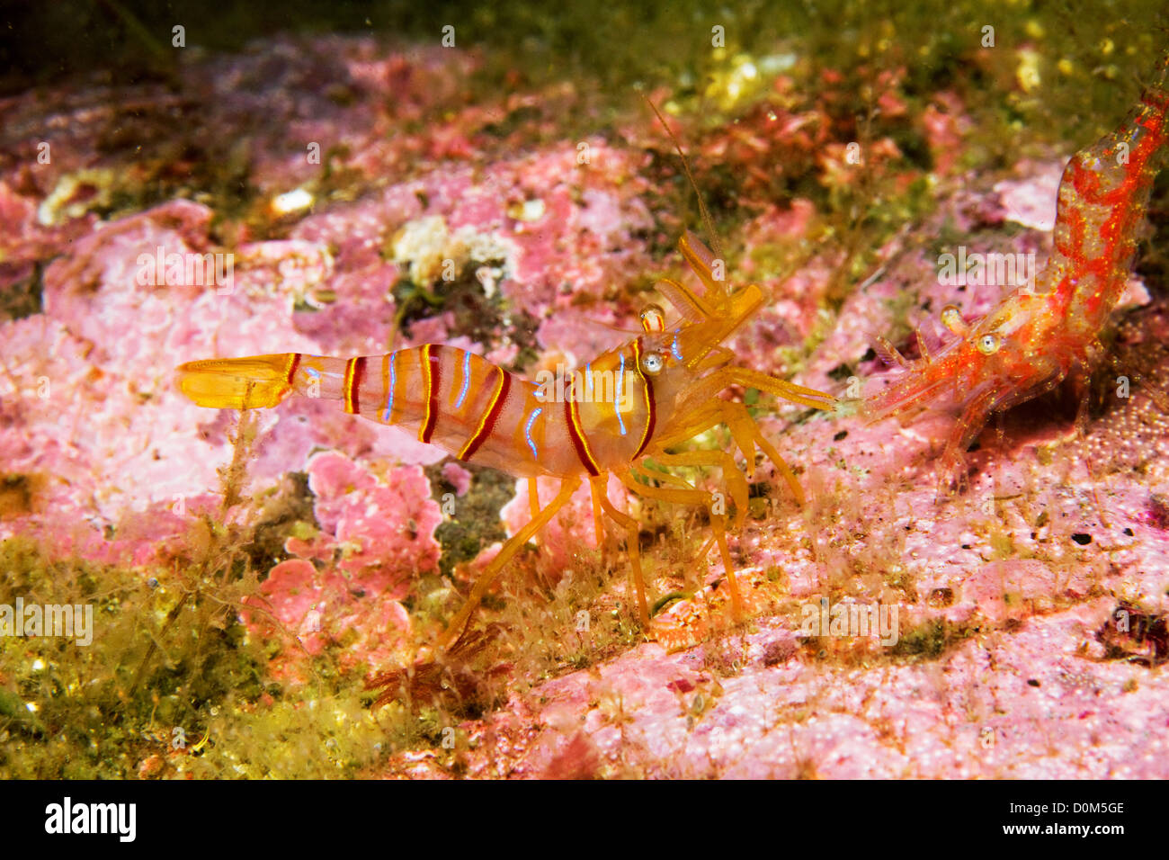 A clown shrimp (Lebbeus grandimanus), at Admiralty Island, Inside ...
