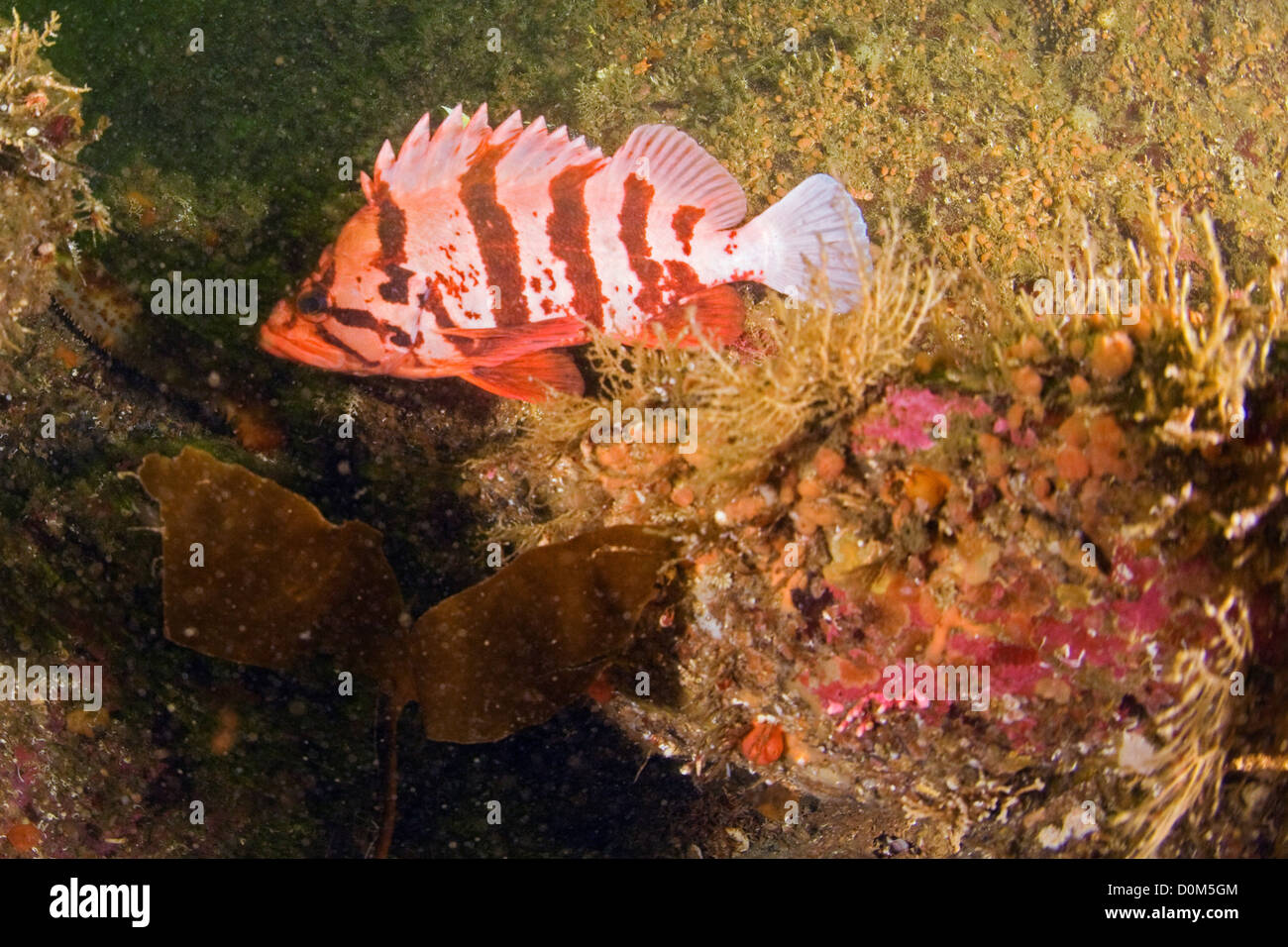 A rockfish in Foggy Bay, Inside Passage, southeastern Alaska Stock ...