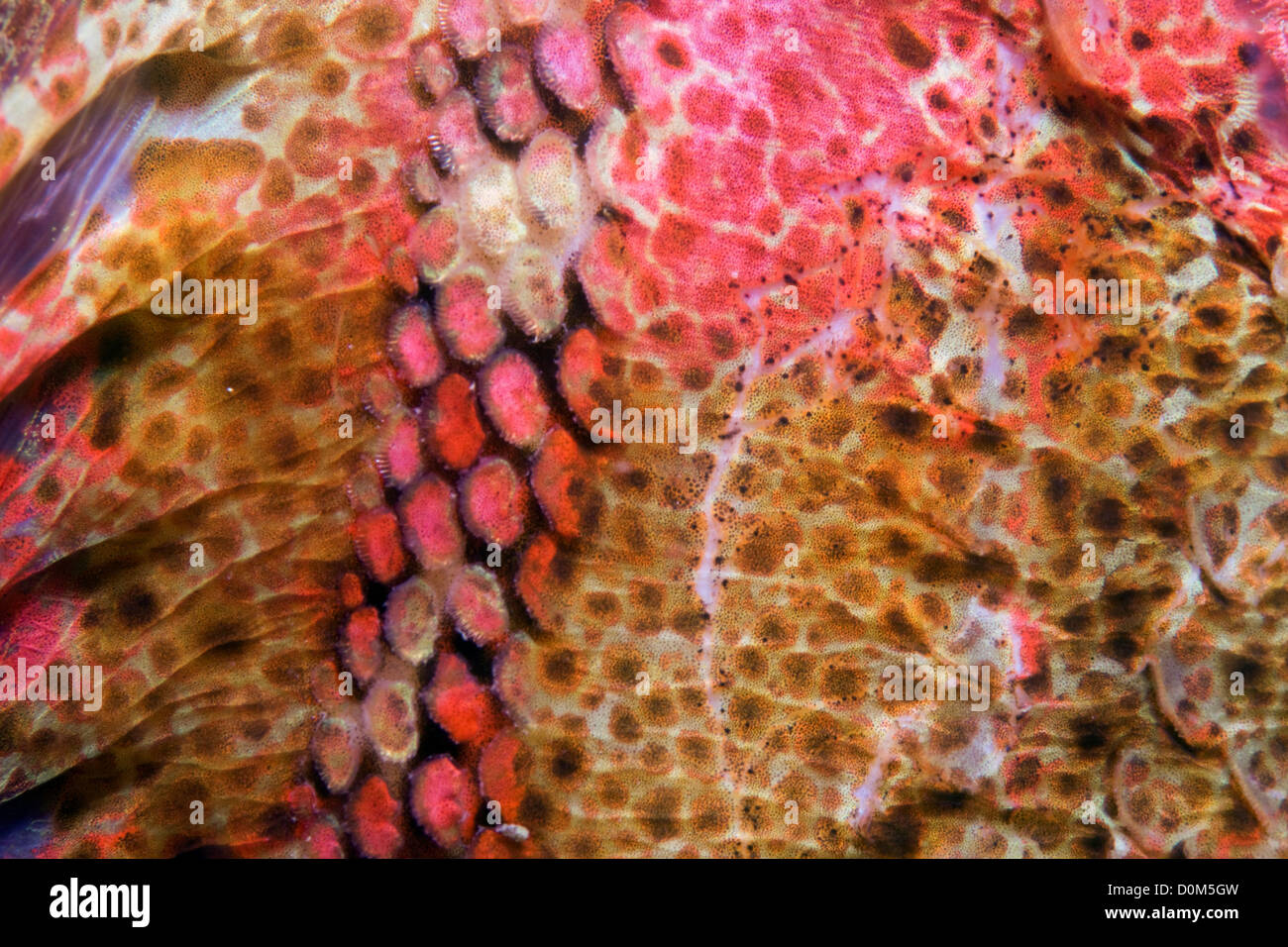 Closeup scales red irish lord (Hemilepidotus hemiliepidotus) fish ...