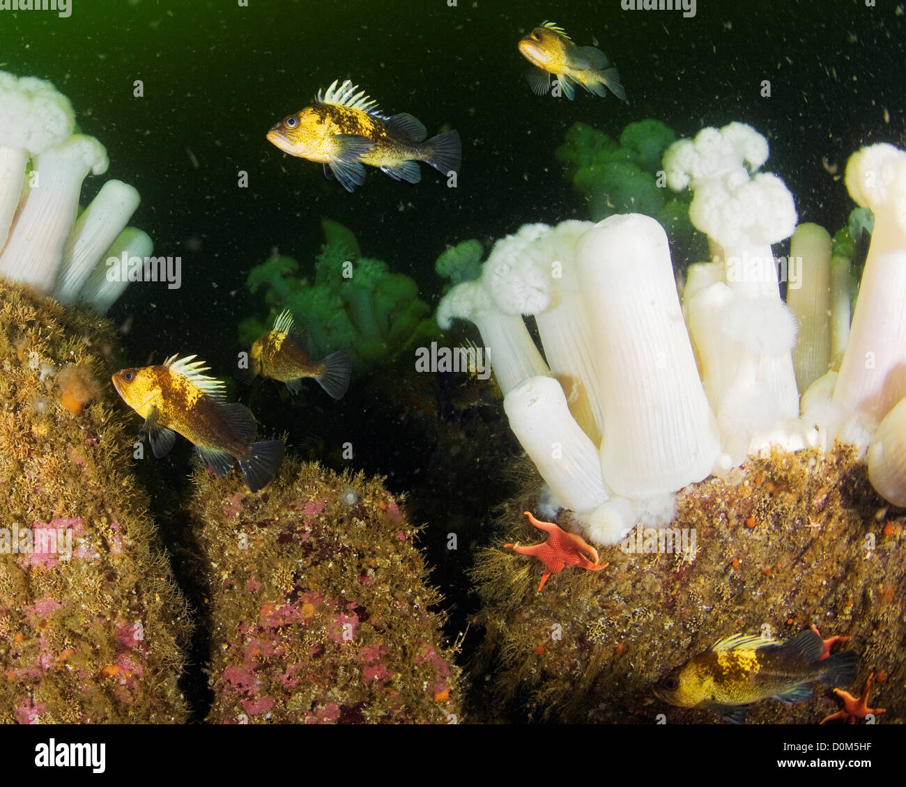 Rockfish swim by plumose anemones (Metridium senile), Foggy Bay, Inside ...