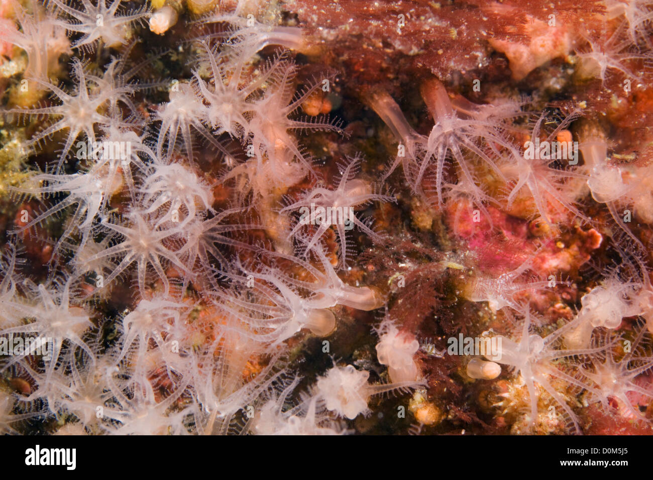 Orange zoanthids (Epizoanthus scotinus), in the Sitka area, Inside ...
